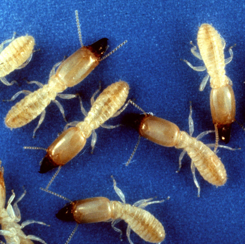 Carolina Pest | North Carolina Termite Prevention Tips - Carolina Pest ...