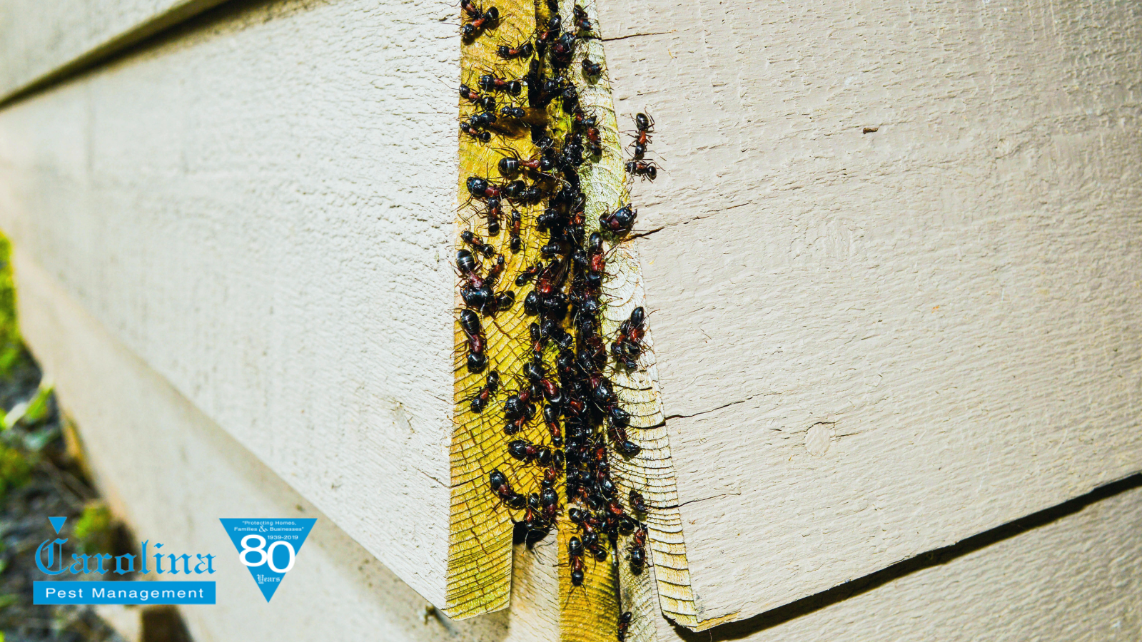 Carolina Pest | Ant Control in Charlotte NC | Fire Ant & Carpenter Ant ...