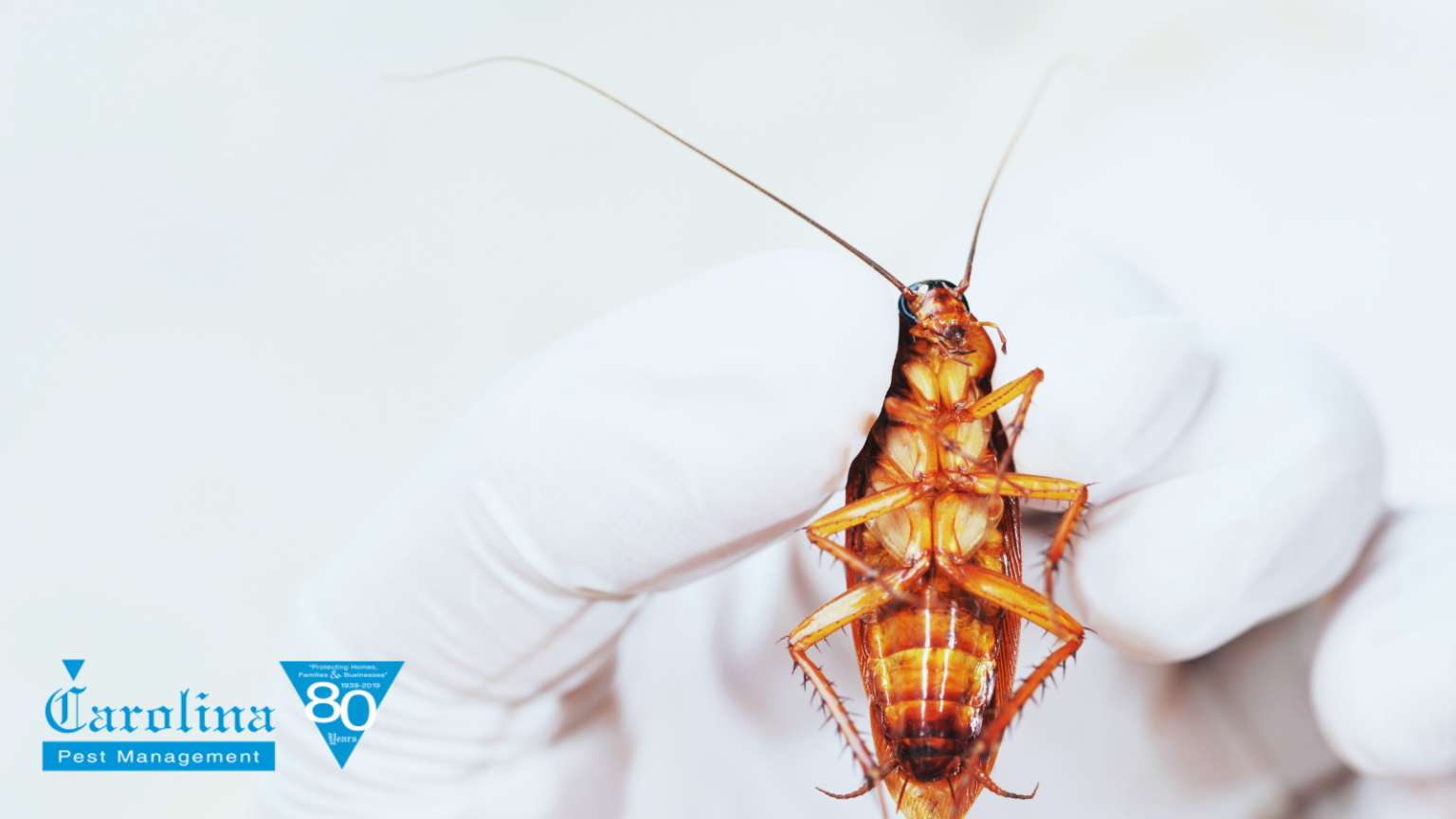 Carolina Pest | Palmetto Bug & Cockroach Differences & Info | Carolina Pest