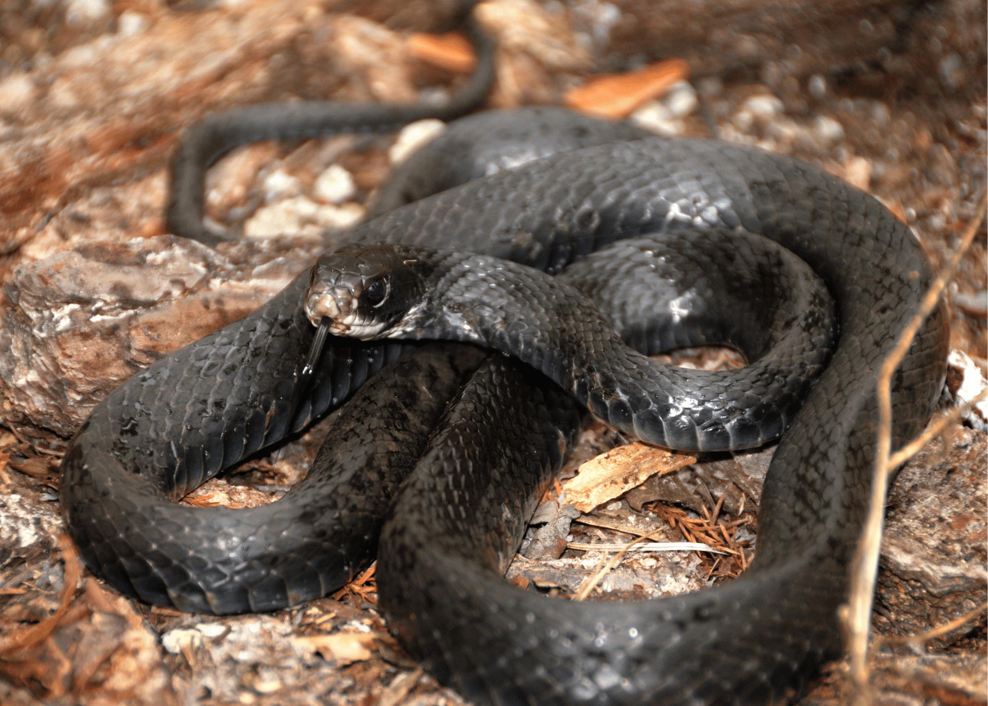 What To Do When You Find A Snake In Charlotte | Carolina Pest