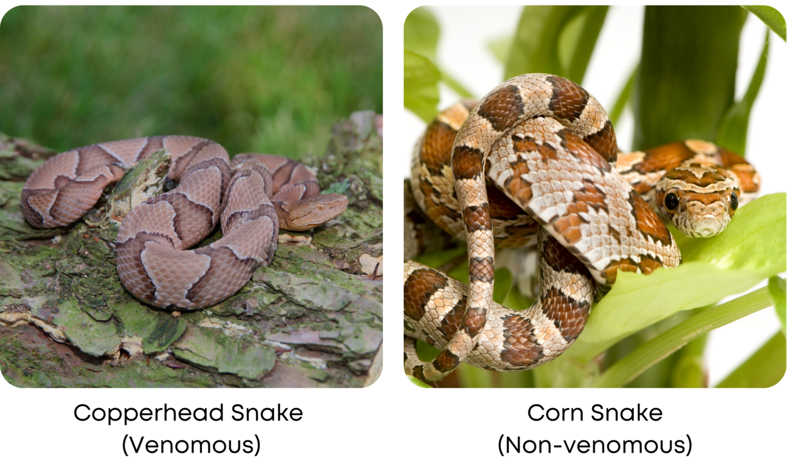 What To Do When You Find A Snake In Charlotte | Carolina Pest