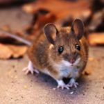 Carolina Pest | Rodent Control Charlotte: Rat & Mouse Exterminator ...