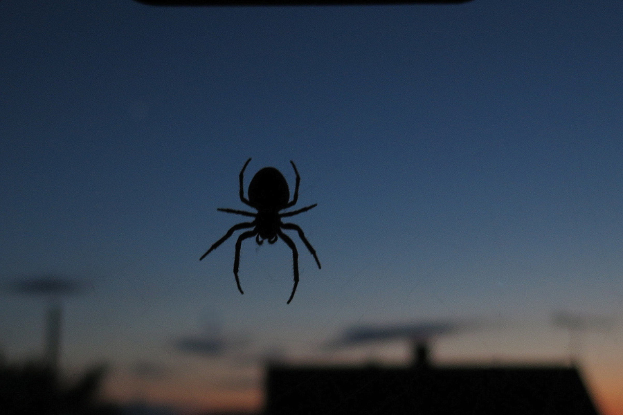 Carolina Pest | Spider Prevention Tips for North Carolina Homeowners ...