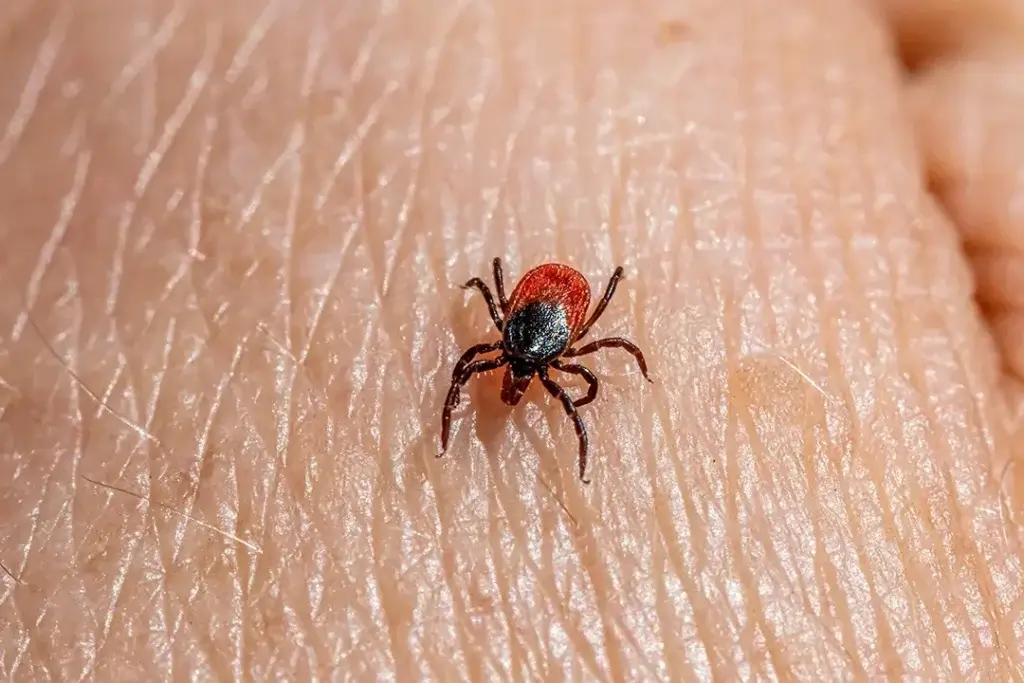 Carolina Pest | How to Prevent Ticks in North Carolina: Expert Tips for ...