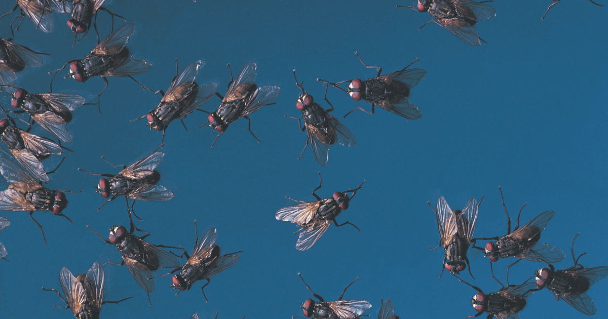 Carolina Pest | September Fly Invasion in North Carolina: What’s ...